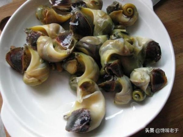 海螺尾部是黄还是屎_能吃吗-第2张图片-山城妙识 海螺尾部是黄还是屎_能吃吗-第2张图片-山城妙识