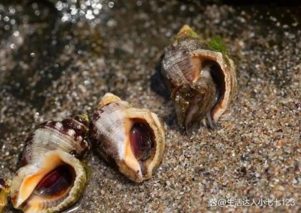 海螺尾部是黄还是屎_能吃吗-第1张图片-山城妙识 海螺尾部是黄还是屎_能吃吗-第1张图片-山城妙识