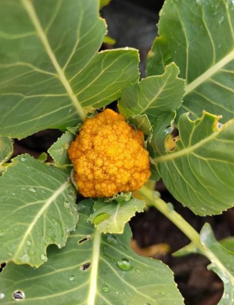 花椰菜怎么挑选_花椰菜营养价值高吗-第2张图片-山城妙识 花椰菜怎么挑选_花椰菜营养价值高吗-第2张图片-山城妙识