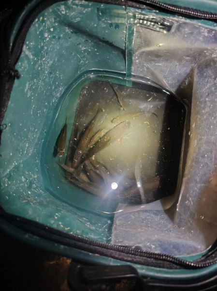 餐条鱼怎么钓_餐条鱼吃什么饵料-第1张图片-山城妙识