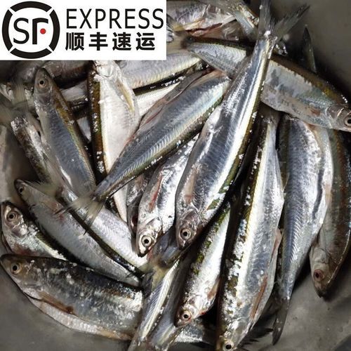 餐条鱼怎么钓_餐条鱼吃什么饵料-第2张图片-山城妙识