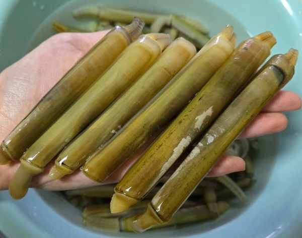 蛏子怎么读拼音_蛏子读音是什么-第1张图片-山城妙识