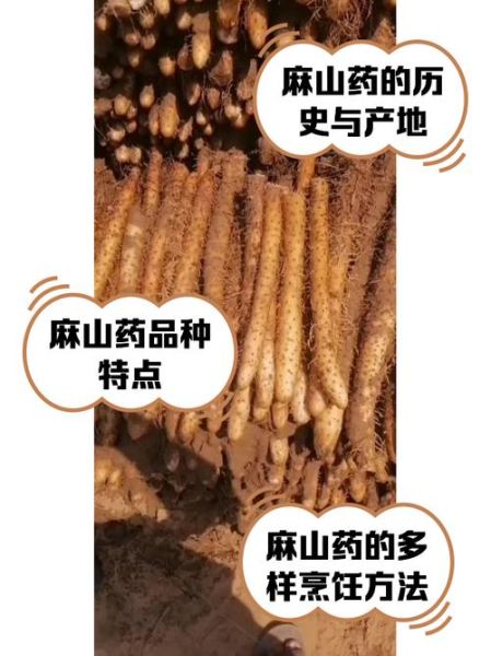 麻山药的功效与作用禁忌_什么人不能吃-第1张图片-山城妙识