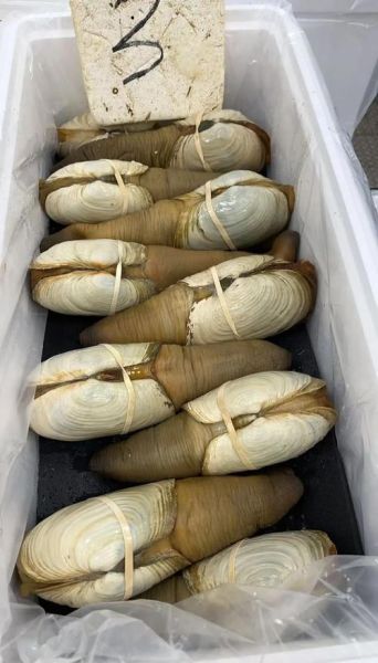 象拔蚌多少钱一斤2021_价格为什么波动这么大-第2张图片-山城妙识