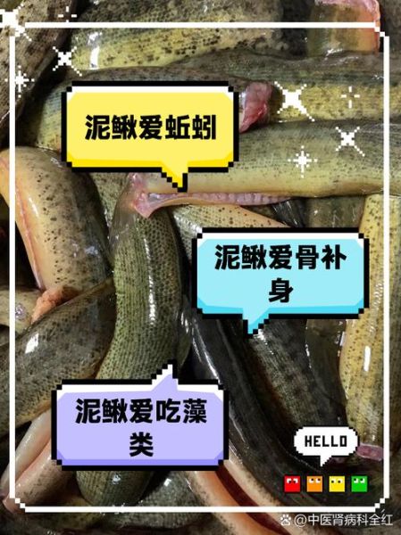 泥鳅吃什么东西长大的_泥鳅最爱食物清单-第1张图片-山城妙识 泥鳅吃什么东西长大的_泥鳅最爱食物清单-第1张图片-山城妙识