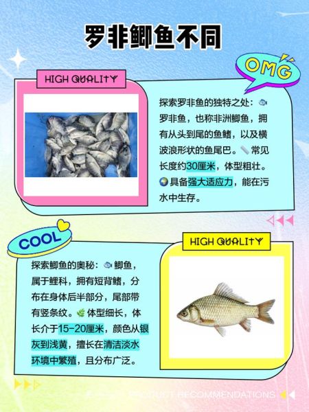 罗非鱼和鲫鱼的区别_哪个更好吃-第1张图片-山城妙识