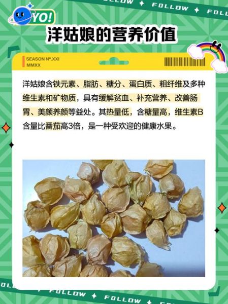 洋姑娘是什么水果_洋姑娘怎么吃最好吃-第2张图片-山城妙识