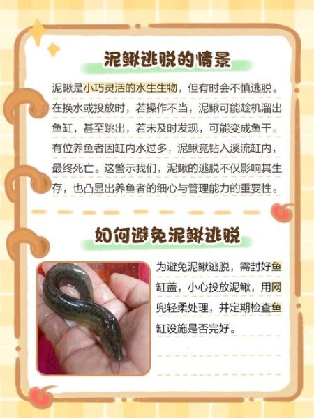 泥鳅养殖失败的人多吗_泥鳅养殖失败的原因-第1张图片-山城妙识 泥鳅养殖失败的人多吗_泥鳅养殖失败的原因-第1张图片-山城妙识