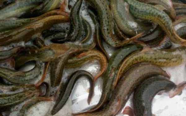 泥鳅养殖失败的人多吗_泥鳅养殖失败的原因-第2张图片-山城妙识 泥鳅养殖失败的人多吗_泥鳅养殖失败的原因-第2张图片-山城妙识