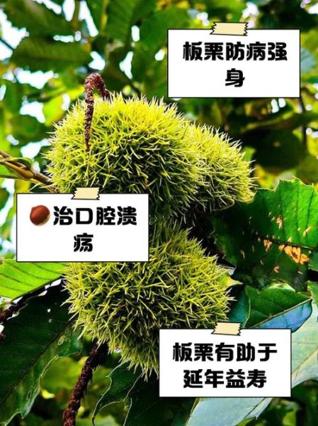 吃板栗有什么好处_板栗的功效与作用-第3张图片-山城妙识 吃板栗有什么好处_板栗的功效与作用-第3张图片-山城妙识