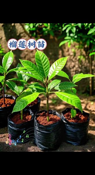 榴莲树苗怎么种_榴莲树苗几年结果-第1张图片-山城妙识 榴莲树苗怎么种_榴莲树苗几年结果-第1张图片-山城妙识