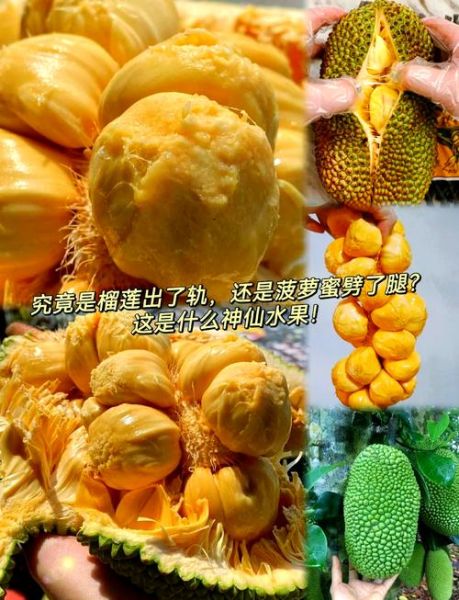 榴莲蜜和菠萝蜜的区别_哪个更好吃-第3张图片-山城妙识