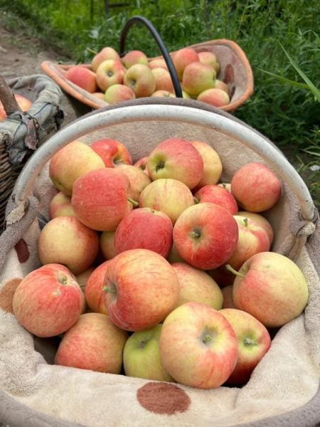 嘎拉苹果产地哪里_嘎拉苹果口感如何-第1张图片-山城妙识