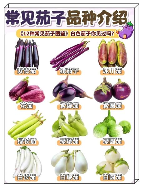 茄子有什么功效与作用_茄子怎么吃最健康-第2张图片-山城妙识