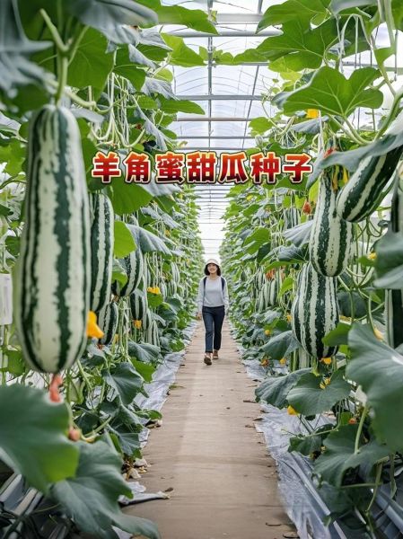 羊角蜜甜瓜怎么挑_羊角蜜甜瓜热量高吗-第2张图片-山城妙识