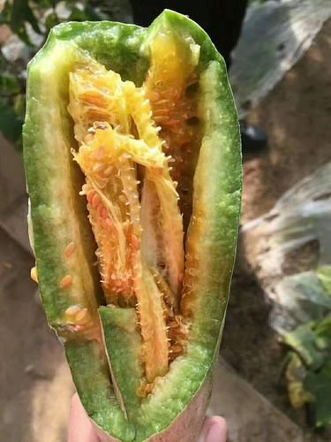 羊角蜜甜瓜怎么挑_羊角蜜甜瓜热量高吗-第1张图片-山城妙识