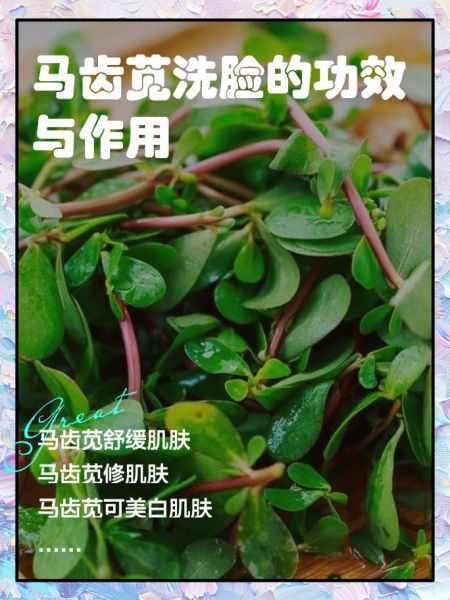 马齿苋长期洗脸的功效_马齿苋洗脸多久见效-第1张图片-山城妙识