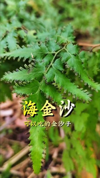 海金沙的功效与作用_海金沙能治结石吗-第2张图片-山城妙识 海金沙的功效与作用_海金沙能治结石吗-第2张图片-山城妙识