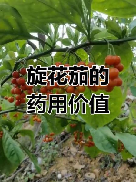 胡茄花是什么_胡茄花功效与作用-第3张图片-山城妙识
