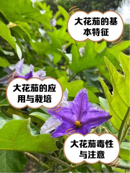 胡茄花是什么_胡茄花功效与作用-第1张图片-山城妙识