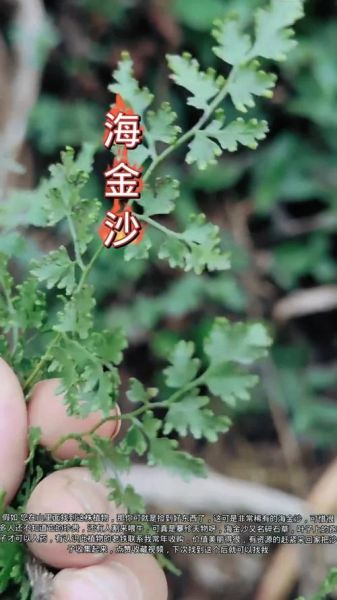 海金沙的功效与作用_海金沙能治结石吗-第3张图片-山城妙识 海金沙的功效与作用_海金沙能治结石吗-第3张图片-山城妙识