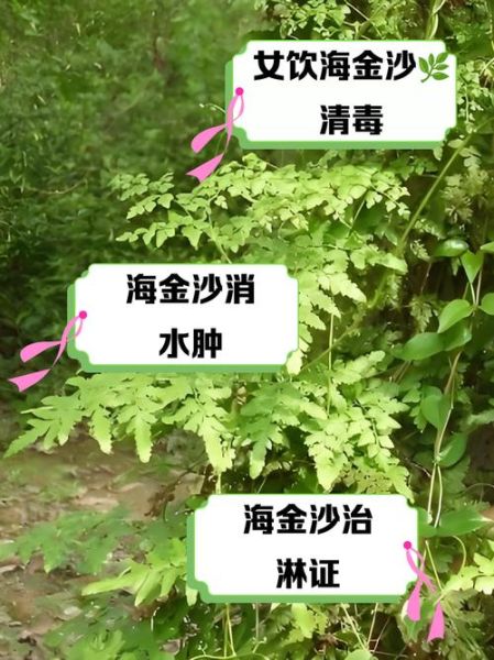 海金沙的功效与作用_海金沙能治结石吗-第1张图片-山城妙识 海金沙的功效与作用_海金沙能治结石吗-第1张图片-山城妙识