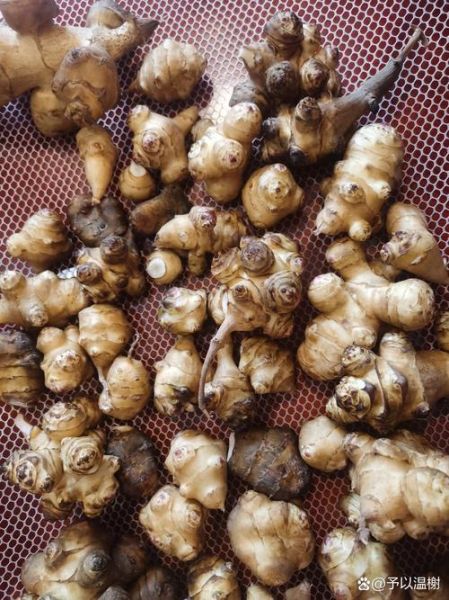 洋芋头能降血糖吗_洋芋头怎么吃最健康-第3张图片-山城妙识