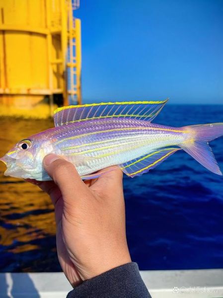 红杉鱼是海鱼还是淡水鱼_如何区分-第3张图片-山城妙识 红杉鱼是海鱼还是淡水鱼_如何区分-第3张图片-山城妙识