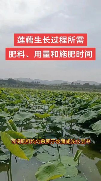 莲藕怎么种植_莲藕种植方法视频-第1张图片-山城妙识 莲藕怎么种植_莲藕种植方法视频-第1张图片-山城妙识