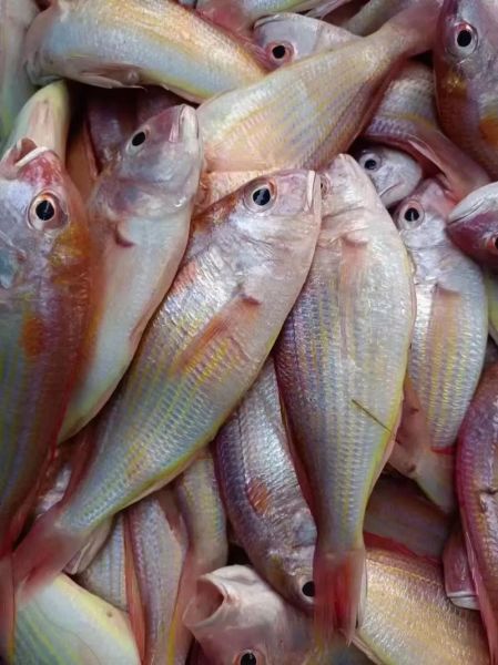 红杉鱼是海鱼还是淡水鱼_如何区分-第2张图片-山城妙识 红杉鱼是海鱼还是淡水鱼_如何区分-第2张图片-山城妙识