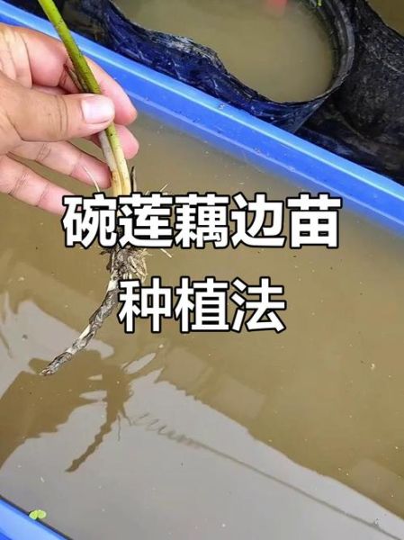 莲藕怎么种植_莲藕种植方法视频-第2张图片-山城妙识 莲藕怎么种植_莲藕种植方法视频-第2张图片-山城妙识