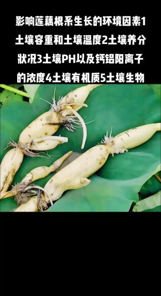 莲藕怎么种植_莲藕种植方法视频-第3张图片-山城妙识 莲藕怎么种植_莲藕种植方法视频-第3张图片-山城妙识