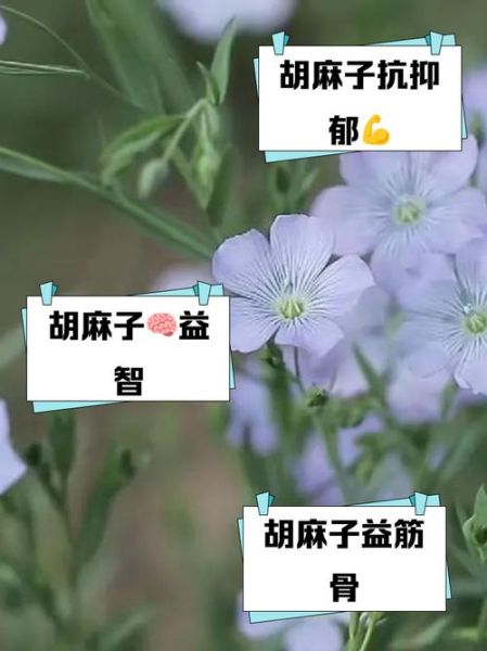 胡麻子是什么_胡麻子功效与作用-第1张图片-山城妙识