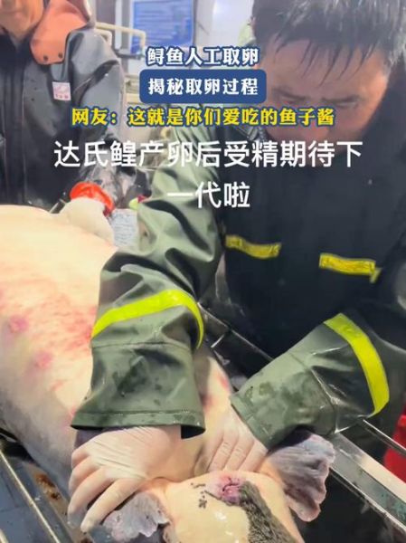 取鱼子酱要杀鲟鱼吗_鲟鱼取卵后还能活吗-第2张图片-山城妙识
