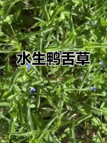鸭舌草的功效与作用_鸭舌草的禁忌有哪些-第2张图片-山城妙识