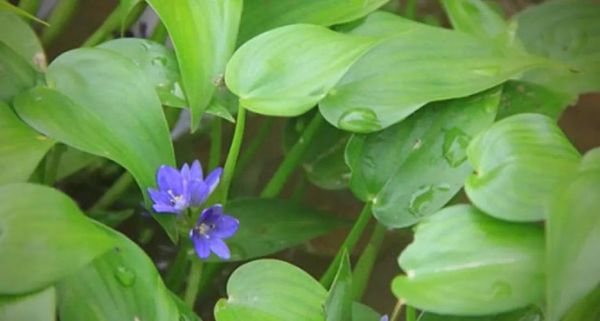 鸭舌草的功效与作用_鸭舌草的禁忌有哪些-第3张图片-山城妙识