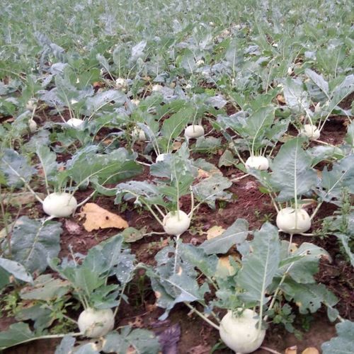 苤蓝怎么腌制好吃_苤蓝腌制方法大全-第2张图片-山城妙识 苤蓝怎么腌制好吃_苤蓝腌制方法大全-第2张图片-山城妙识