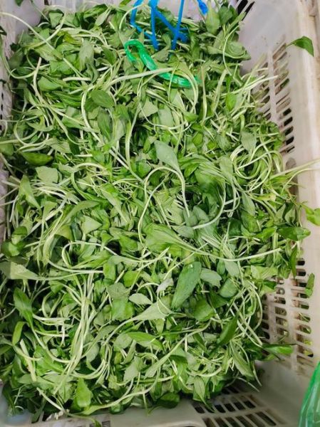 晒干的马兰头怎么泡发_晒干的马兰头做法大全-第1张图片-山城妙识