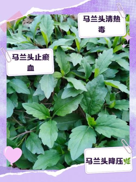 晒干的马兰头怎么泡发_晒干的马兰头做法大全-第2张图片-山城妙识