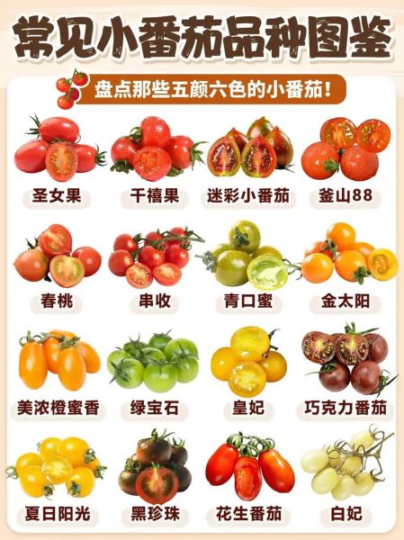 西红柿和番茄的区别图_哪个是学名-第1张图片-山城妙识 西红柿和番茄的区别图_哪个是学名-第1张图片-山城妙识