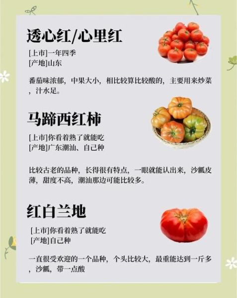 西红柿和番茄的区别图_哪个是学名-第3张图片-山城妙识 西红柿和番茄的区别图_哪个是学名-第3张图片-山城妙识