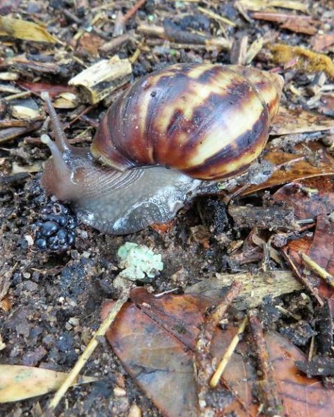 非洲大蜗牛能吃吗_非洲大蜗牛怎么吃才安全-第3张图片-山城妙识