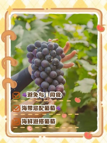 葡萄不能和什么一起吃_葡萄相克食物有哪些-第2张图片-山城妙识