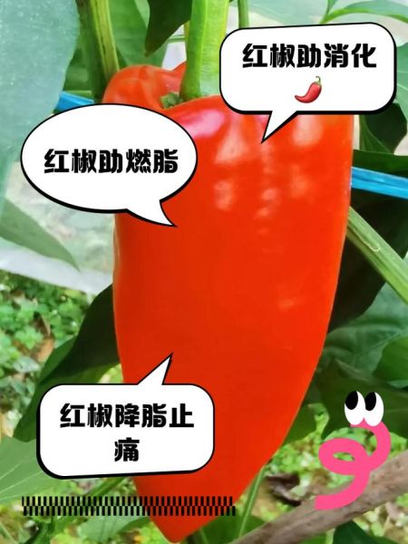 辣椒的功效与作用_辣椒的禁忌有哪些-第3张图片-山城妙识