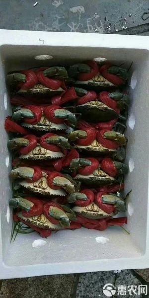 青蟹价格多少钱一斤_2024最新行情-第2张图片-山城妙识 青蟹价格多少钱一斤_2024最新行情-第2张图片-山城妙识