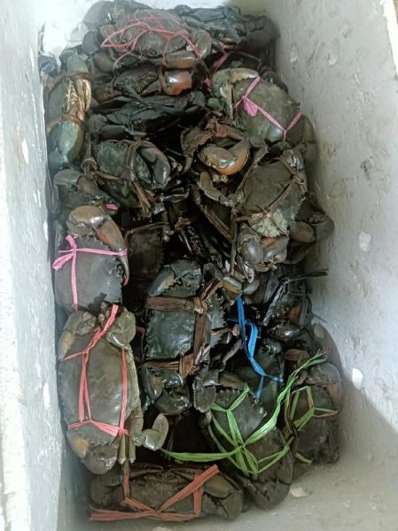 青蟹价格多少钱一斤_2024最新行情-第1张图片-山城妙识 青蟹价格多少钱一斤_2024最新行情-第1张图片-山城妙识