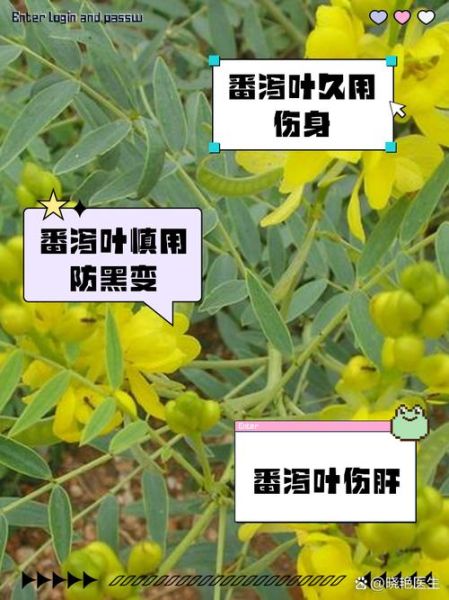 番泻叶的副作用有哪些_番泻叶怎么喝最减肥-第2张图片-山城妙识 番泻叶的副作用有哪些_番泻叶怎么喝最减肥-第2张图片-山城妙识