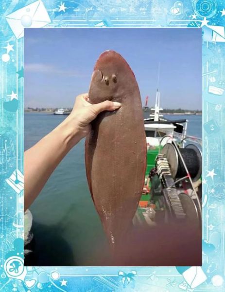 活的龙利鱼长什么样_龙利鱼图片活的怎么分辨真假-第3张图片-山城妙识