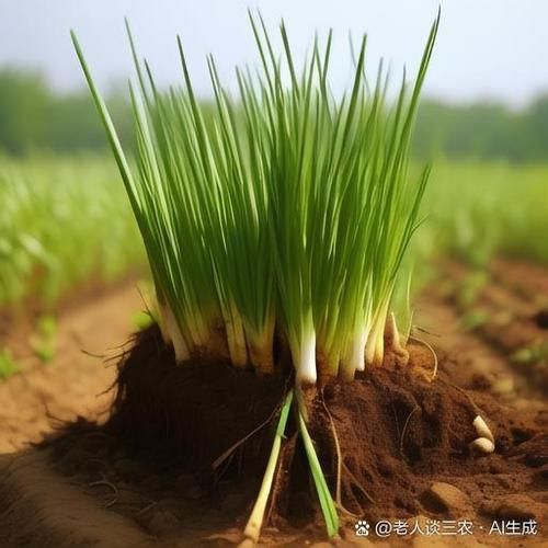 韭黄怎么种_韭黄种植时间和方法-第3张图片-山城妙识