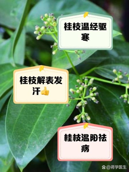桂枝的功效与作用有哪些_桂枝如何正确服用-第2张图片-山城妙识